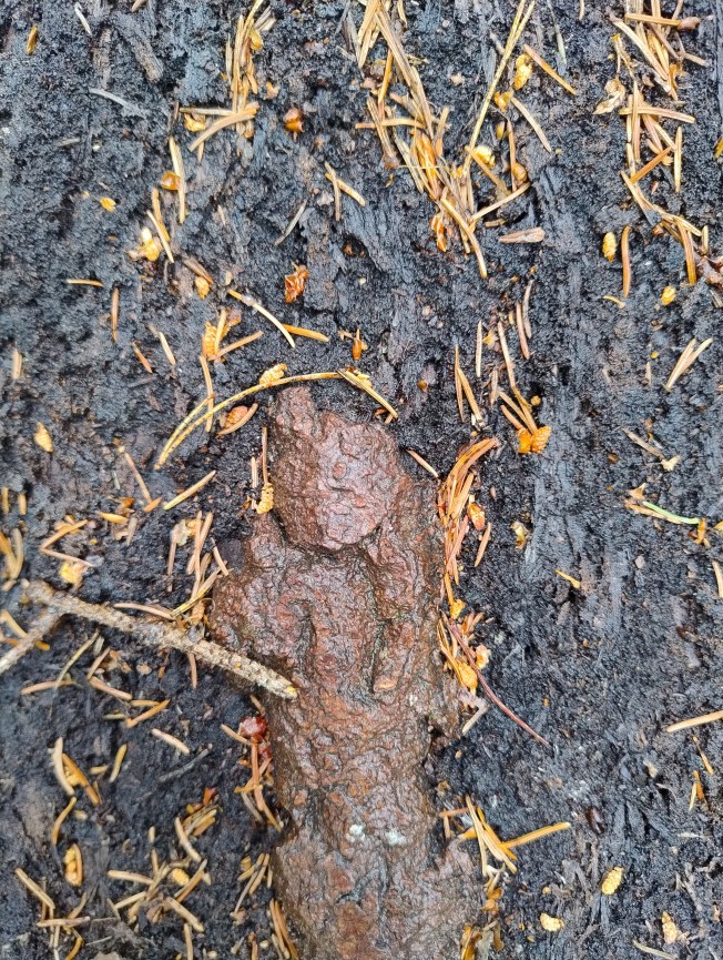 WET TREES AND 🐌 | 1 SIGFRIDSSON