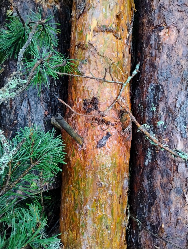 WET WOOD AND SNAILS | 1 SIGFRIDSSON