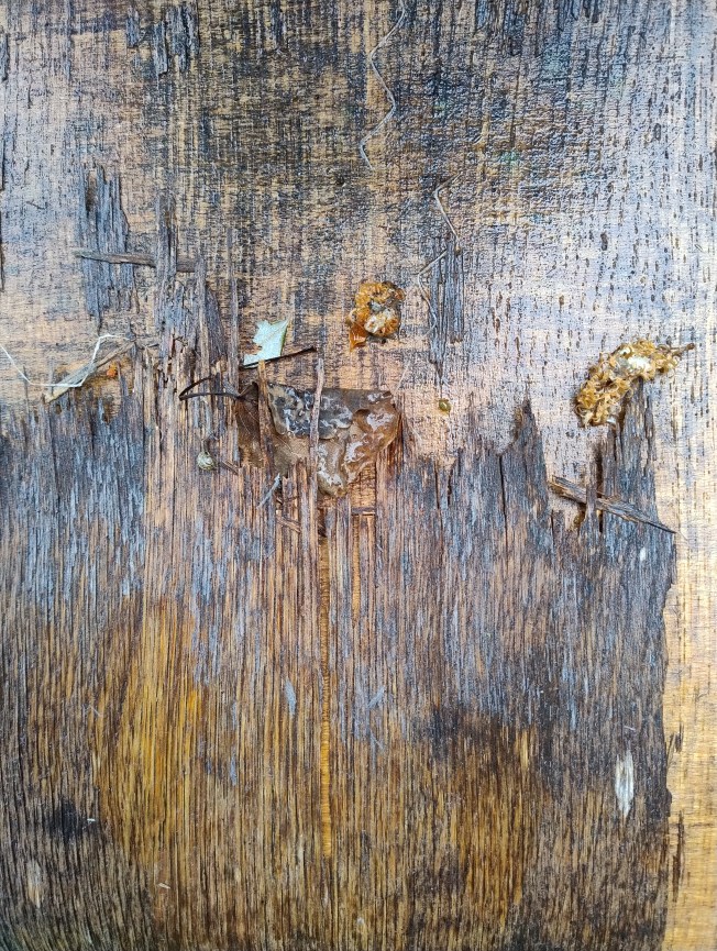WET WOOD AND SNAILS | 1 SIGFRIDSSON