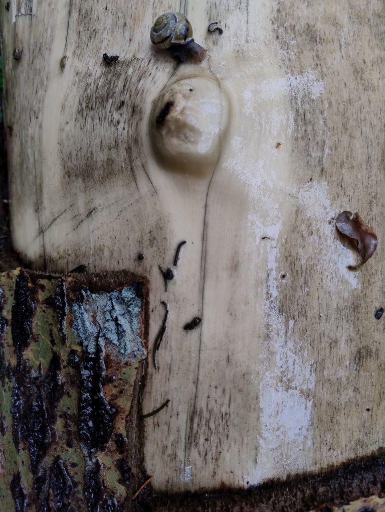 WET WOOD AND SNAILS | 1 SIGFRIDSSON