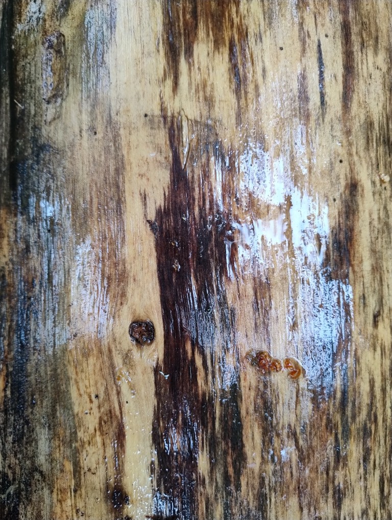 WET WOOD AND SNAILS 2 | 1 SIGFRIDSSON