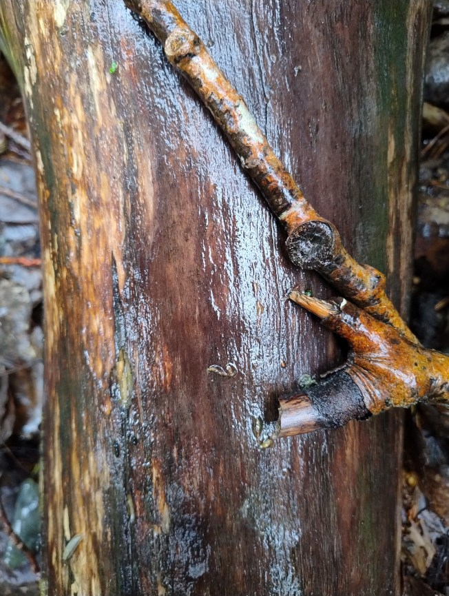 WET WOOD AND SNAILS 2 | 1 SIGFRIDSSON